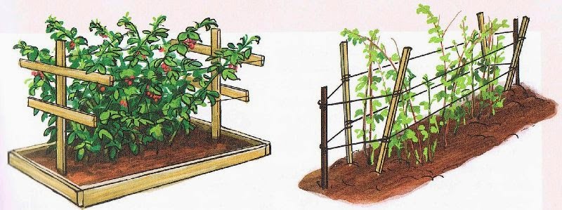 Uzgoj maline i kupine