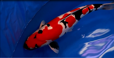 My Koi Fish: Champion variety Koi Fish