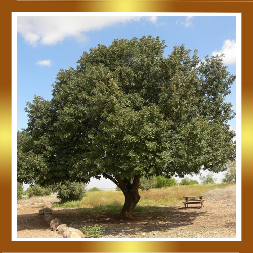 Guía del Plantabosques: ALGARROBO, EL ÁRBOL DE SAN JUAN
