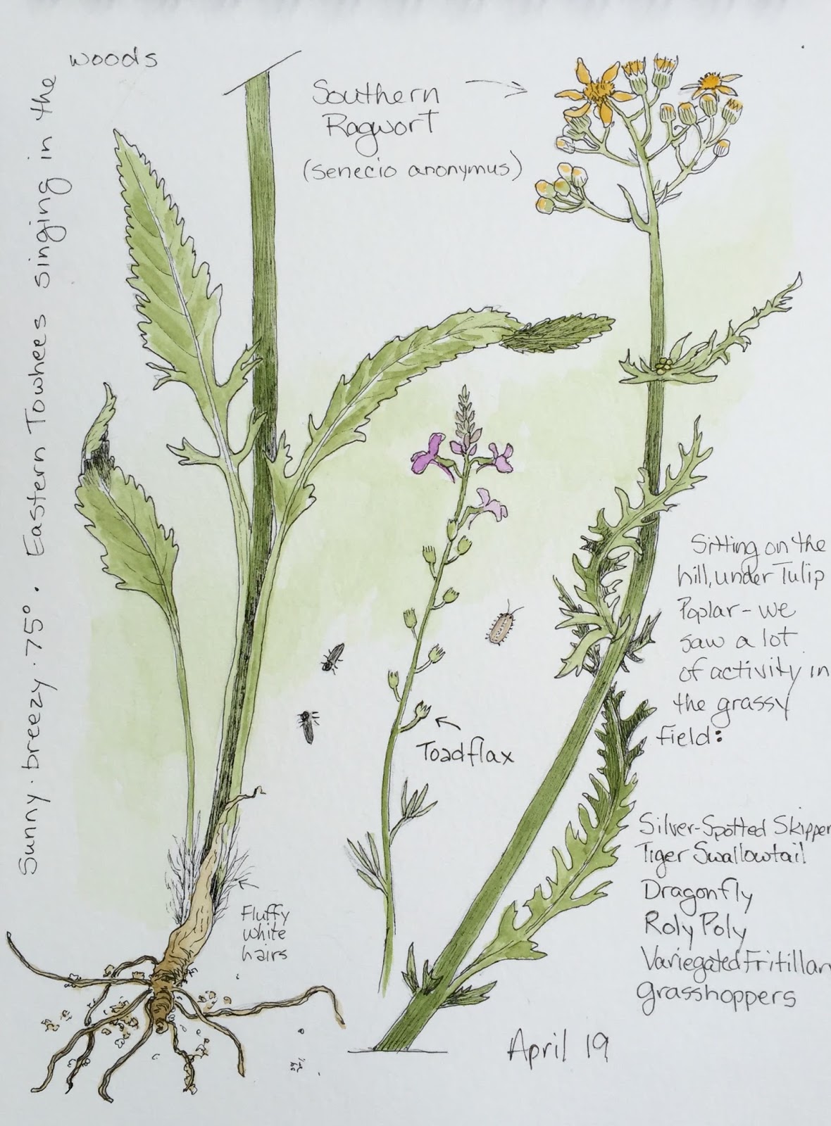 Middlewood Journal: Southern Ragwort & Toadflax