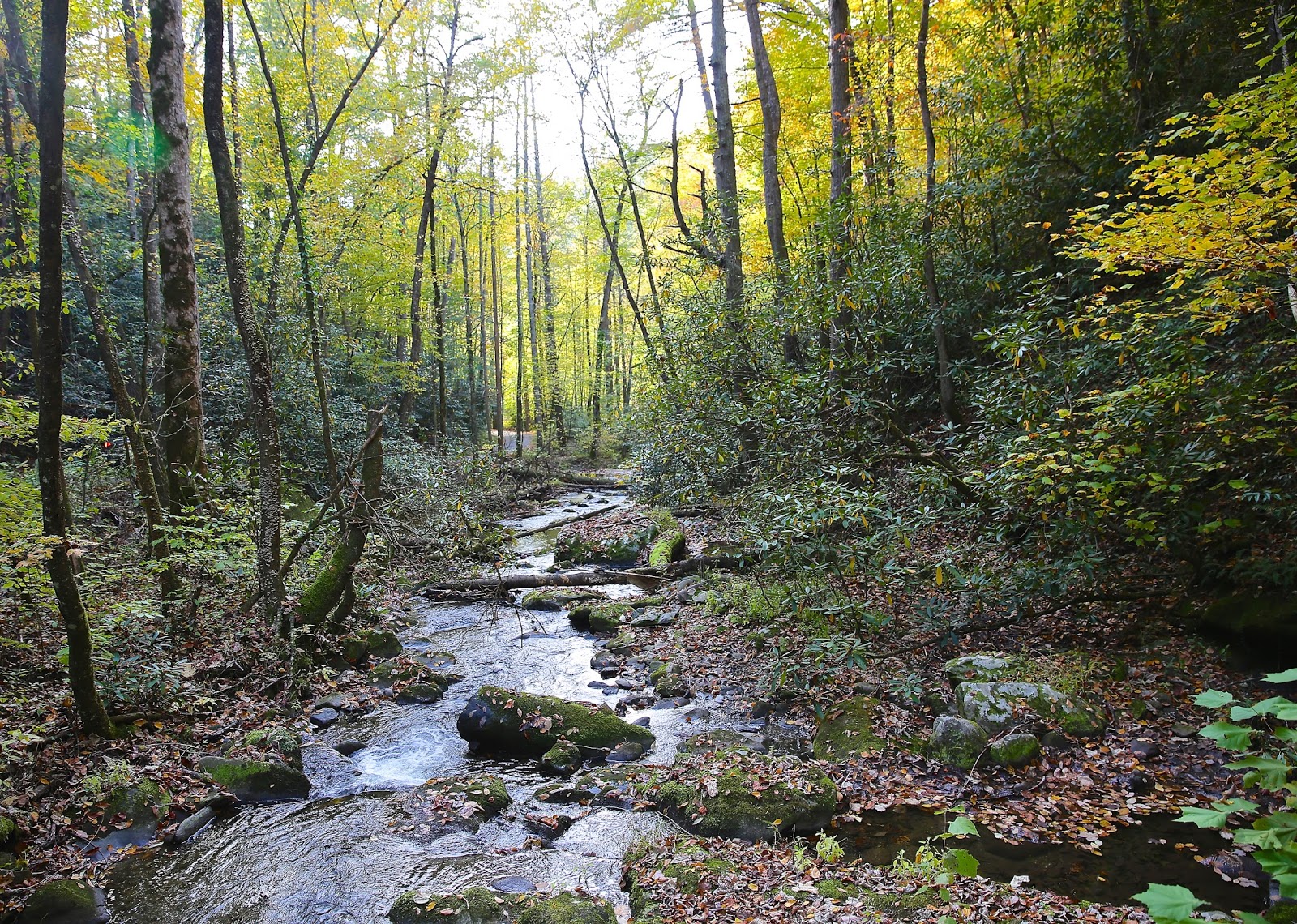 Sweet Southern Days: Parson Branch Road In The Great Smoky Mountains ...