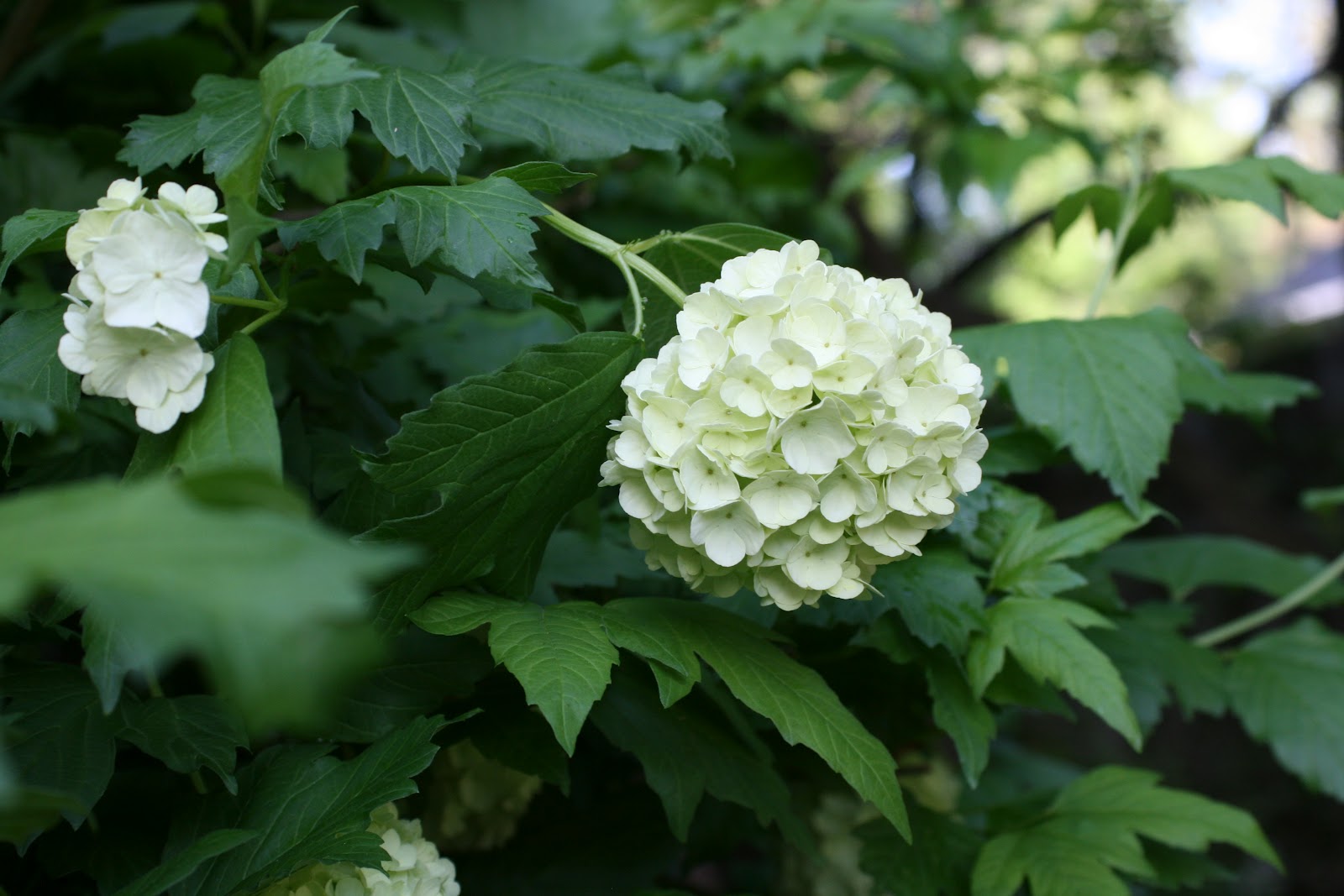My Boise Life: Snowball bush