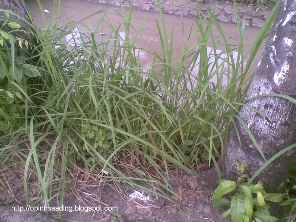 Ajang Silaturahmi Antara Kita: Manfaat Tanaman Alang-alang