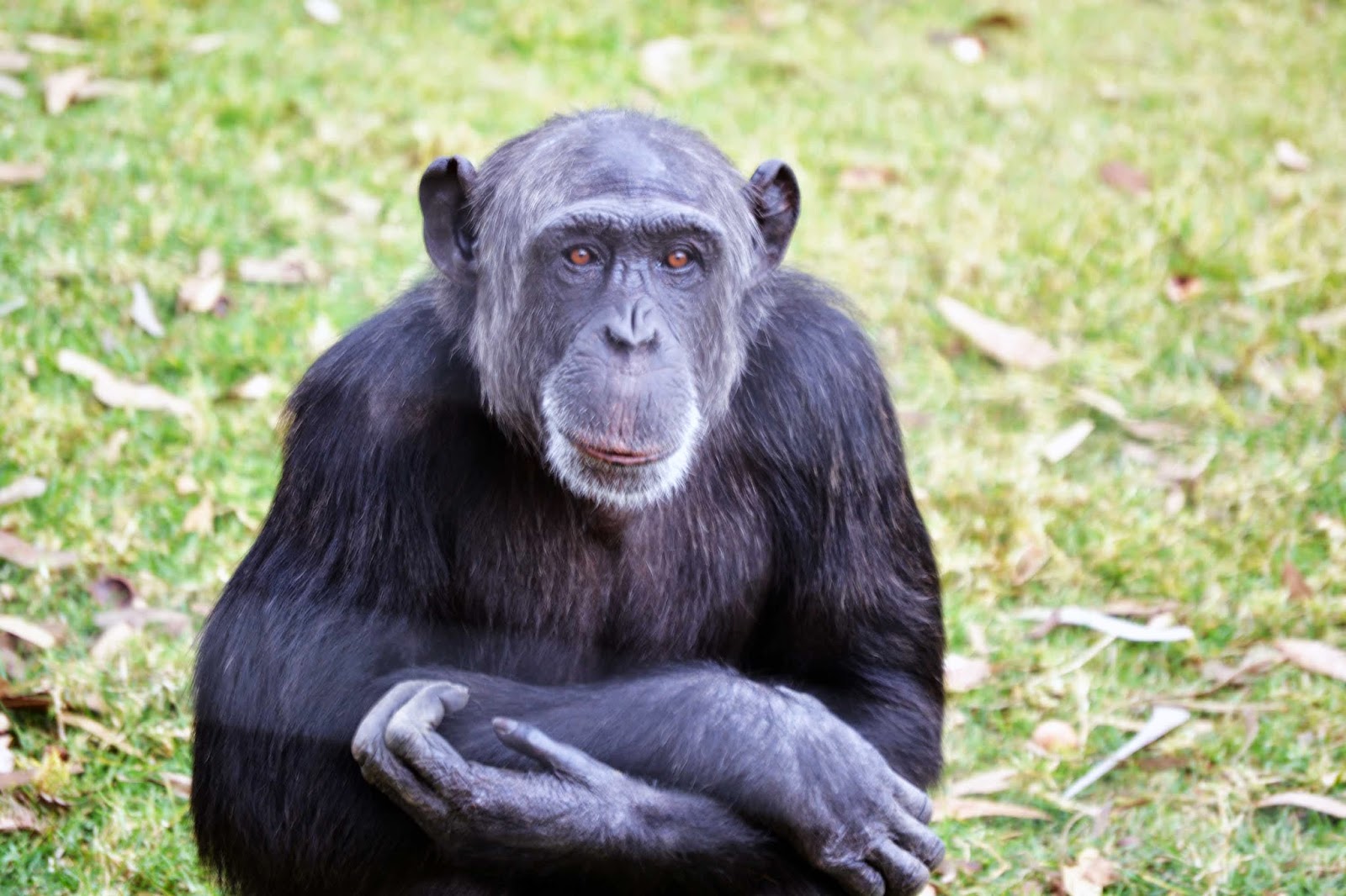 The Suitcase Diaries: Chimp Eden