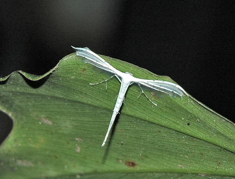 BunyipCo: November 2016