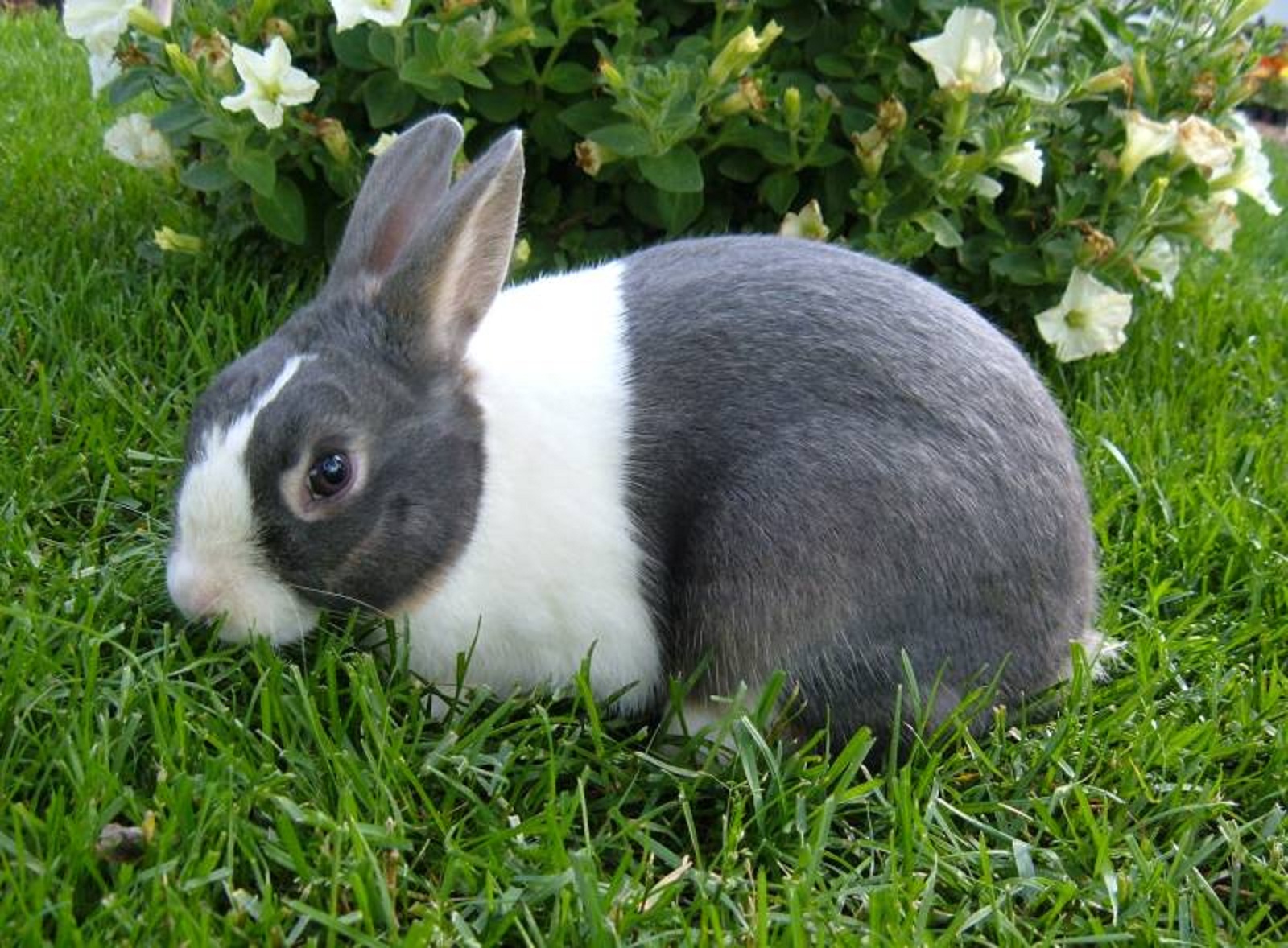 Beautiful Rabbit HD Wallpapers - Beautiful Desktop HD Wallpapers Download