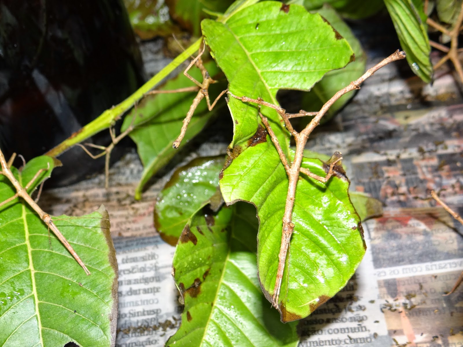 Blog do Ademir Carosia: Bicho-pau