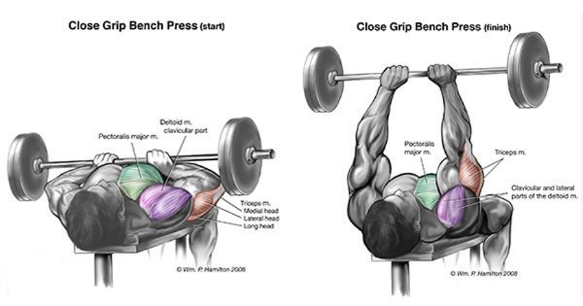 Muscle Palace: Top 5 Muscle-Building Triceps Exercises