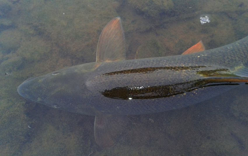 Brzana na muchę ... Kazimierz Żertka