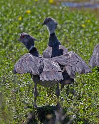 Chauna Torquata Facts And Pictures | All Wildlife Photographs