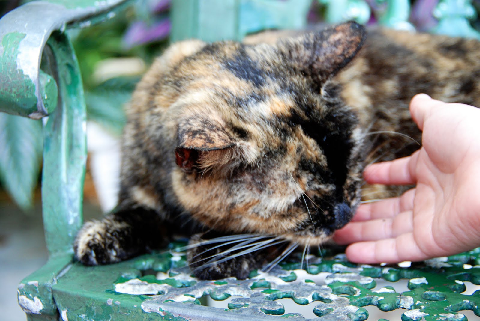 Earnest Hemingway's Cats