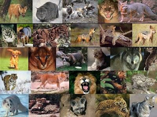 O nosso animal preferido: Outros animais preferidos