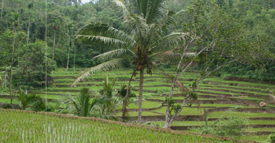 Visit Maguan | Unofficial Blogsite Desa Maguan Malang