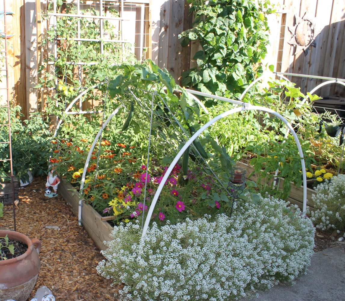 Liisa's Garden Journey: Growing Luffa ~ Loofah ~ Lufah