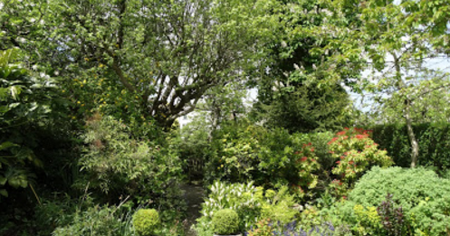 Yorkshire Pudding: Garden