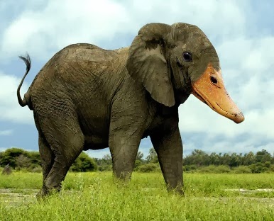 Core French with Mme Batchelor: Les animaux mélangés