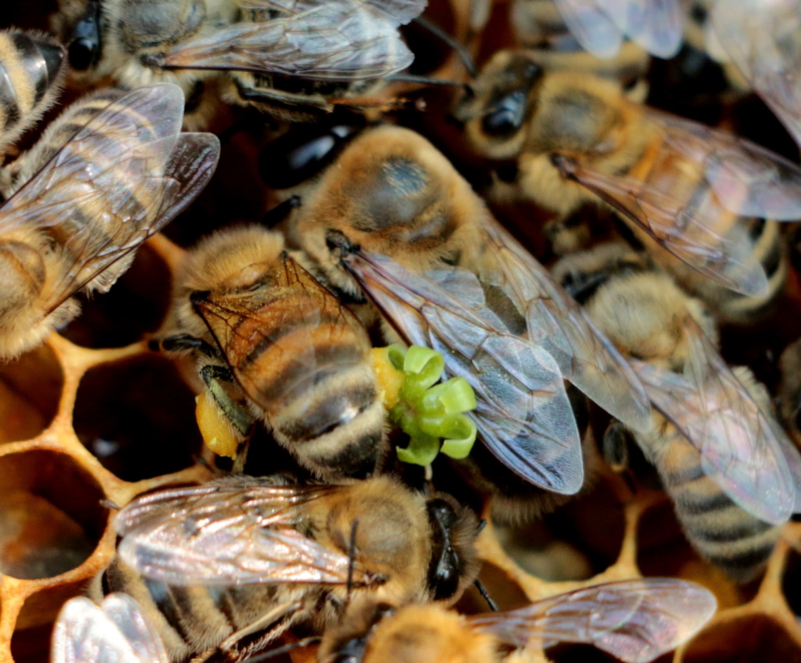 Passion-Apiculture. Le blog de l'Abeille Pat: L'abeille jardinière