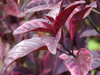 Beginilah Gambar Tanaman Daun Ungu Terbaik - Informasi Seputar Tanaman Hias