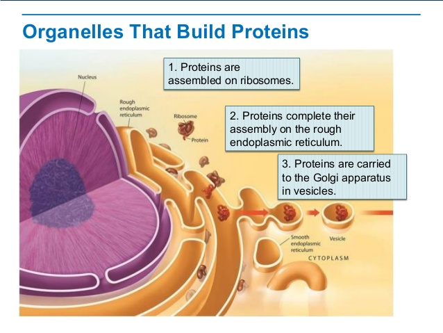 Senior Biology: Cell Organelles