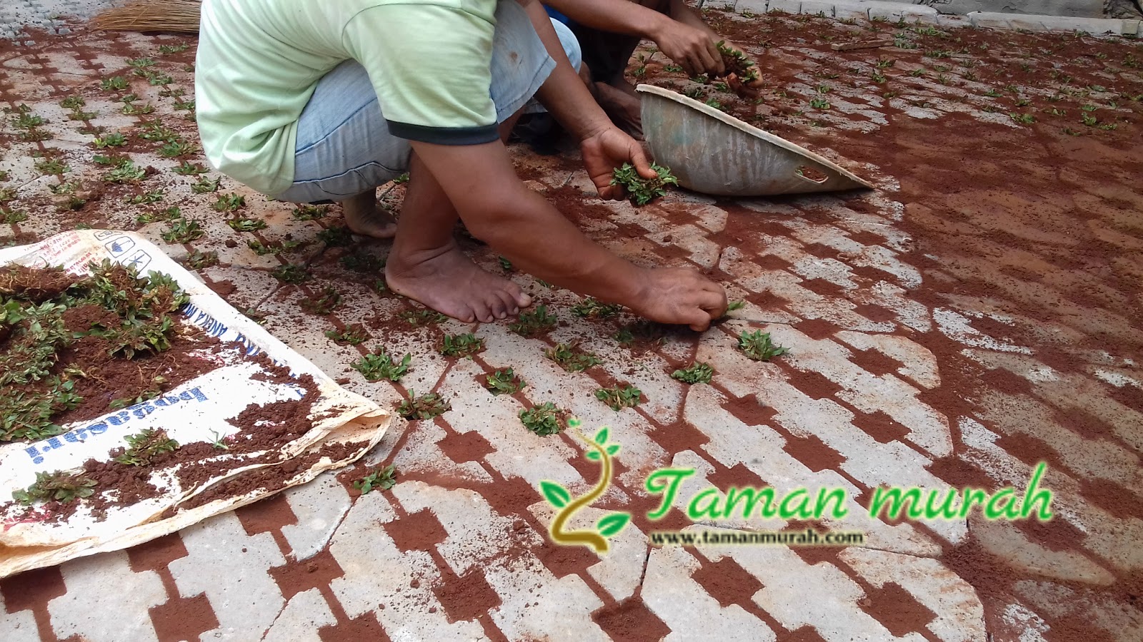 TANAM RUMPUT DI GRASS BLOCK MUDAH SEKALI | JUAL TANAMAN HIAS MURAH ...