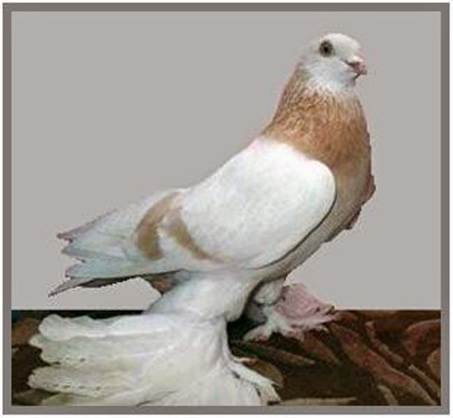 The Racing Pigeon HD wallpaper: Agaran Pigeon