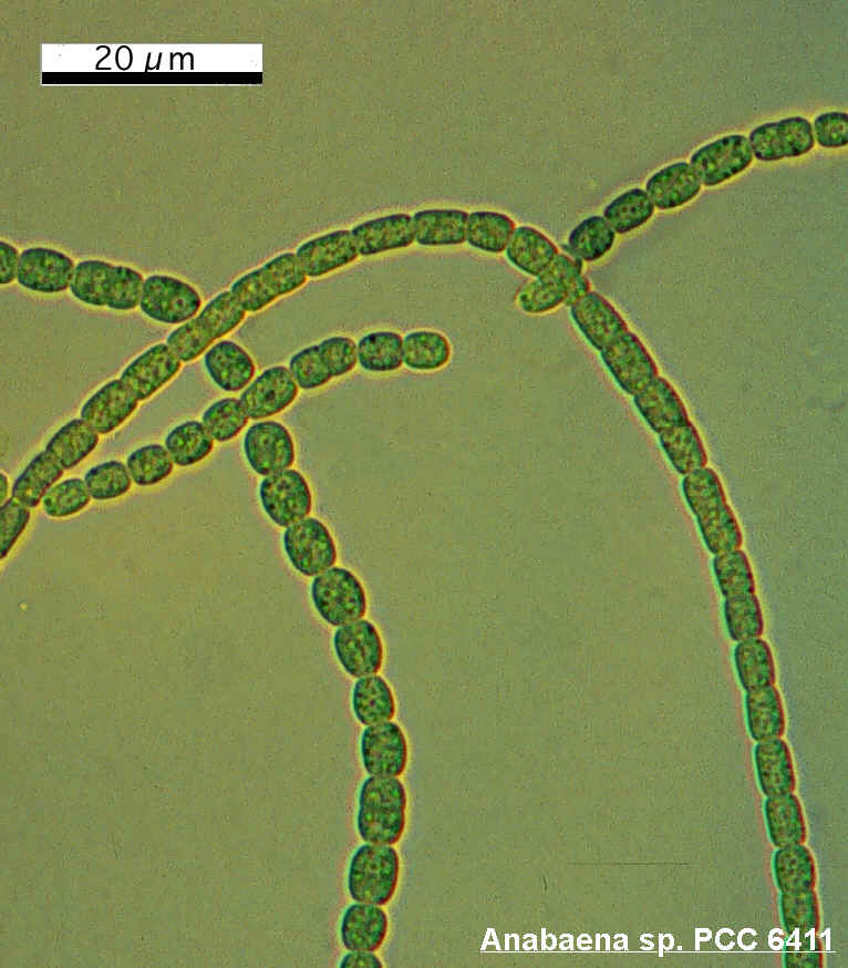 Anabaena - JungleKey.fr Image