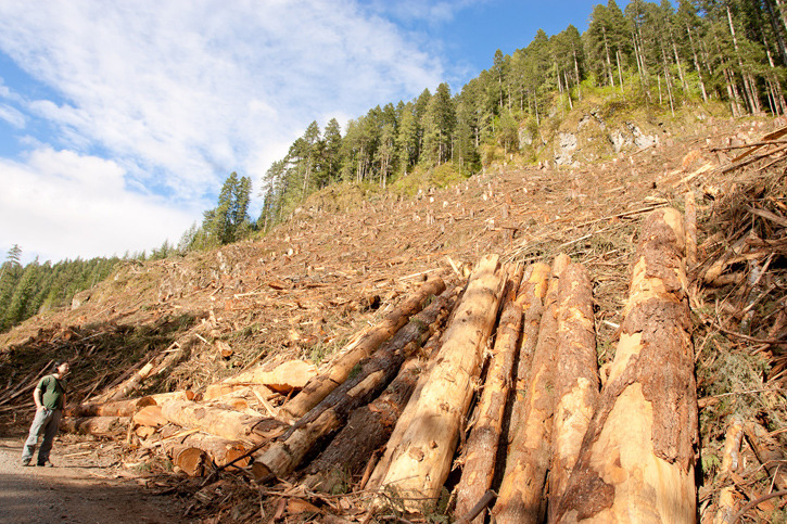 Vancouver Island Clearcuts and Log Exports: Clearcut forecast
