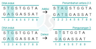 Soal Pilihan Ganda dan Jawaban tentang Mutasi Gen - Jegeristik