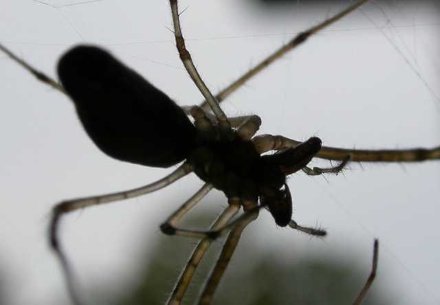 The Opulent Opossum: Long-Jawed Spiders, a.k.a. Stretch Spiders--Genus ...