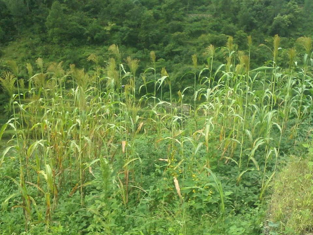 Chair Youths Sangathan: Chair Village, Pauri Garhwal (Uttarakhand)