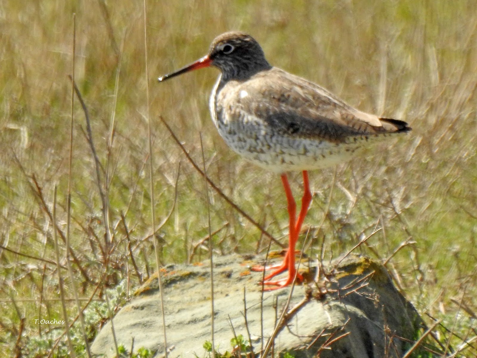PASARI DIN ROMANIA: FLUIERAR CU PICIOARE ROSII, Tringa totanus