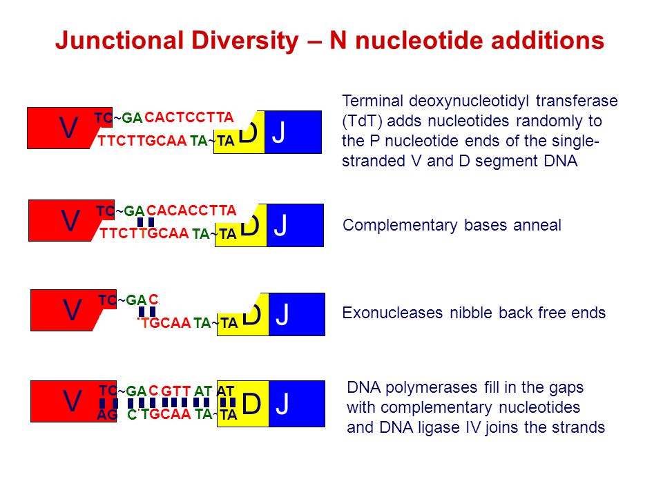 T細胞受體多樣性 - 迴文添加(palindromic addition)