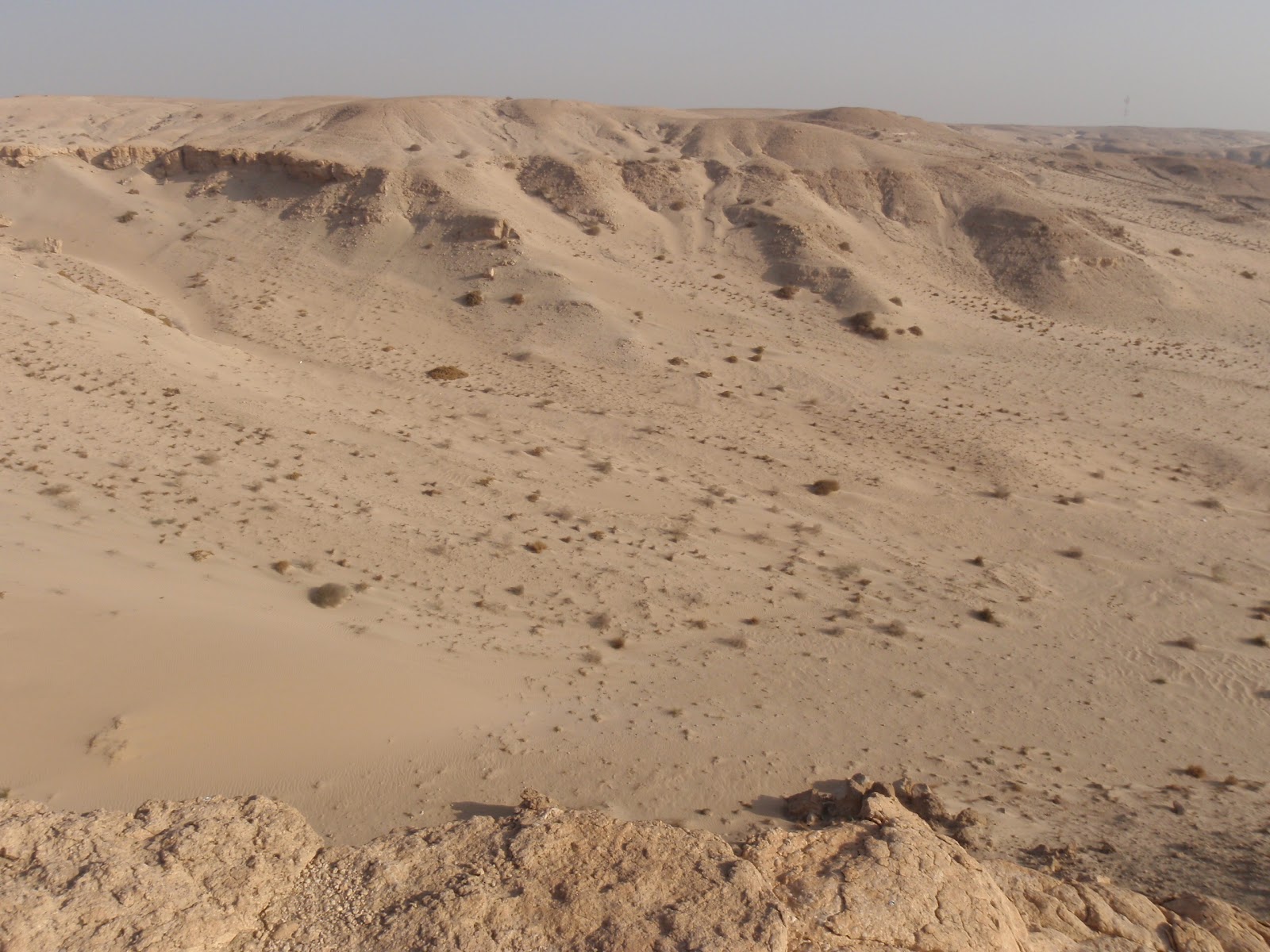 Athens Nature Journal: Kuwait Birding: Nature and culture experiences