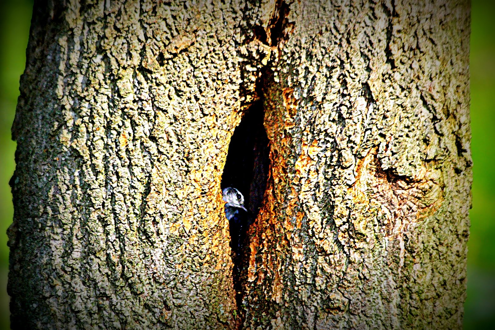 My blog/blob: Tree House