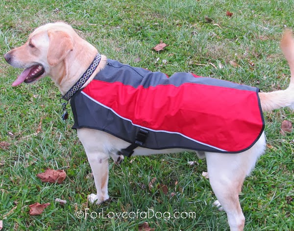 Talking Dogs at For Love of a Dog: EzyDog Element Dog Jacket Product Review