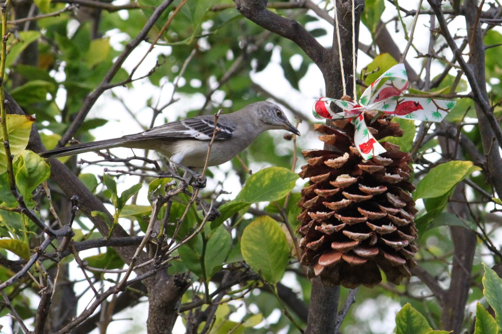 The Backyard Birder: Make a free pinecone birdfeeder