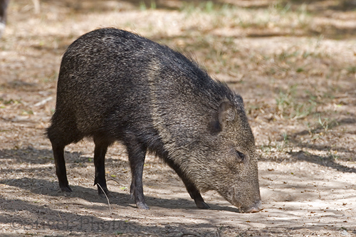 Collared Peccary | Wildlife Info & Photos | The Wildlife