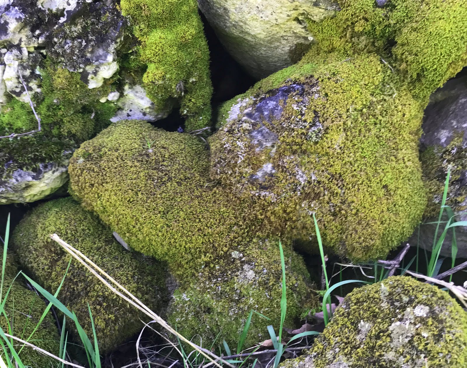 Thinking With My Hands: Ancient moss civilization.