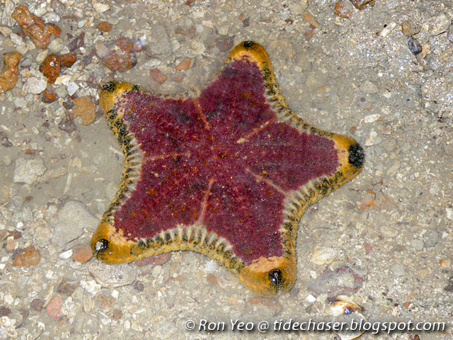 tHE tiDE cHAsER: Sea Stars (Phylum Echinodermata: Class Asteroidea) of ...