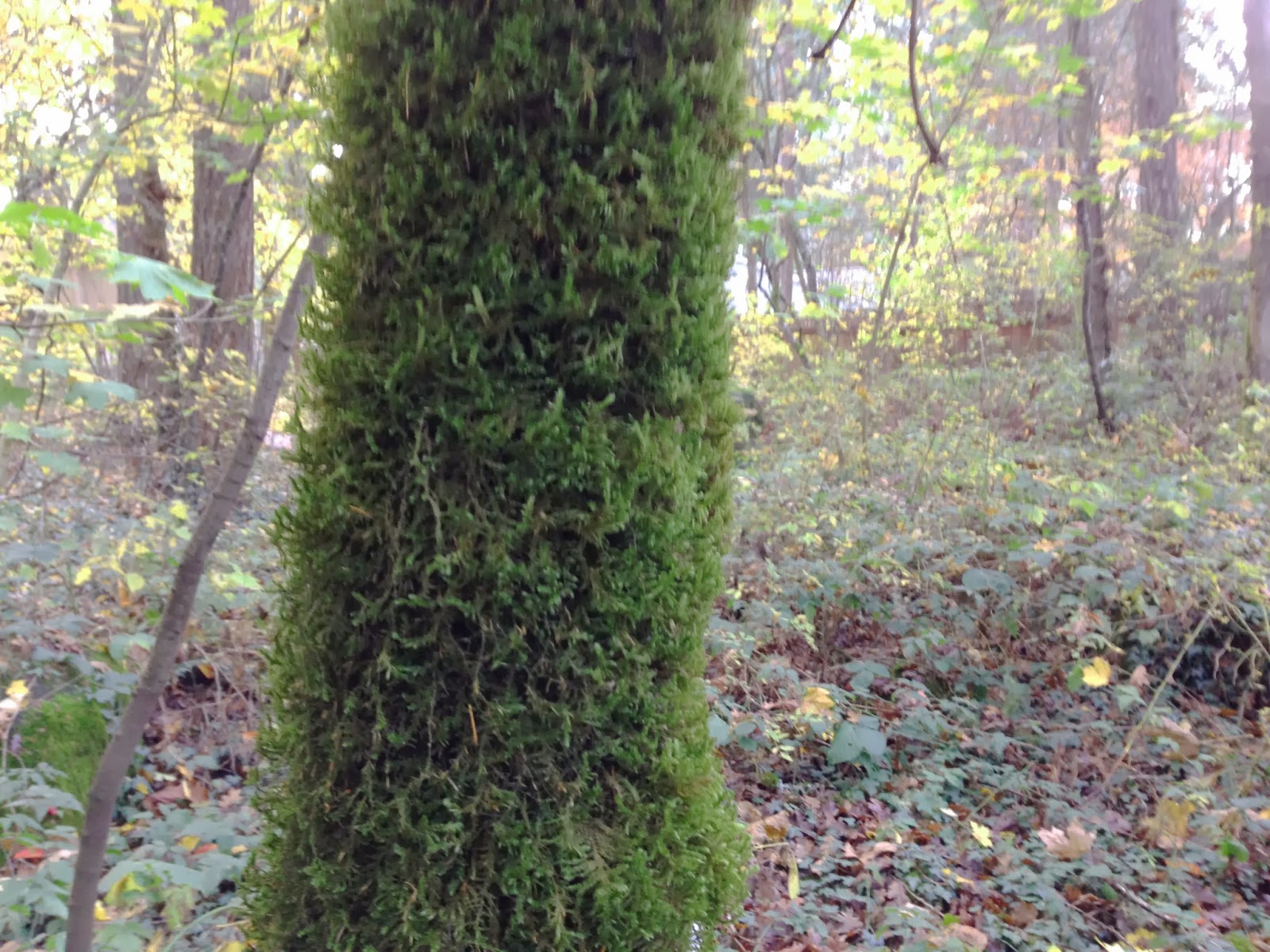 One Day, One Quote, One Photo.: Mossy Tree, Portland, OR