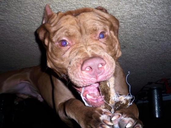 Cute Funny Animalz: Funny American Pitbull Nice Photos 2012