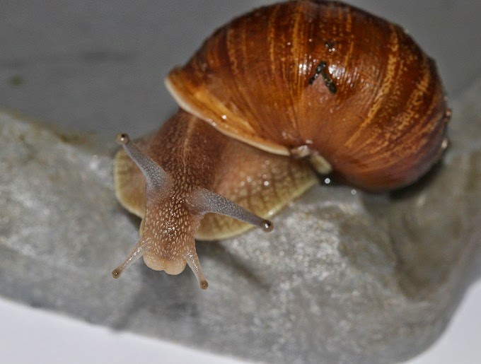 RAWRchelle's Insect Breeding Guides: Land Snail Care and Breeding