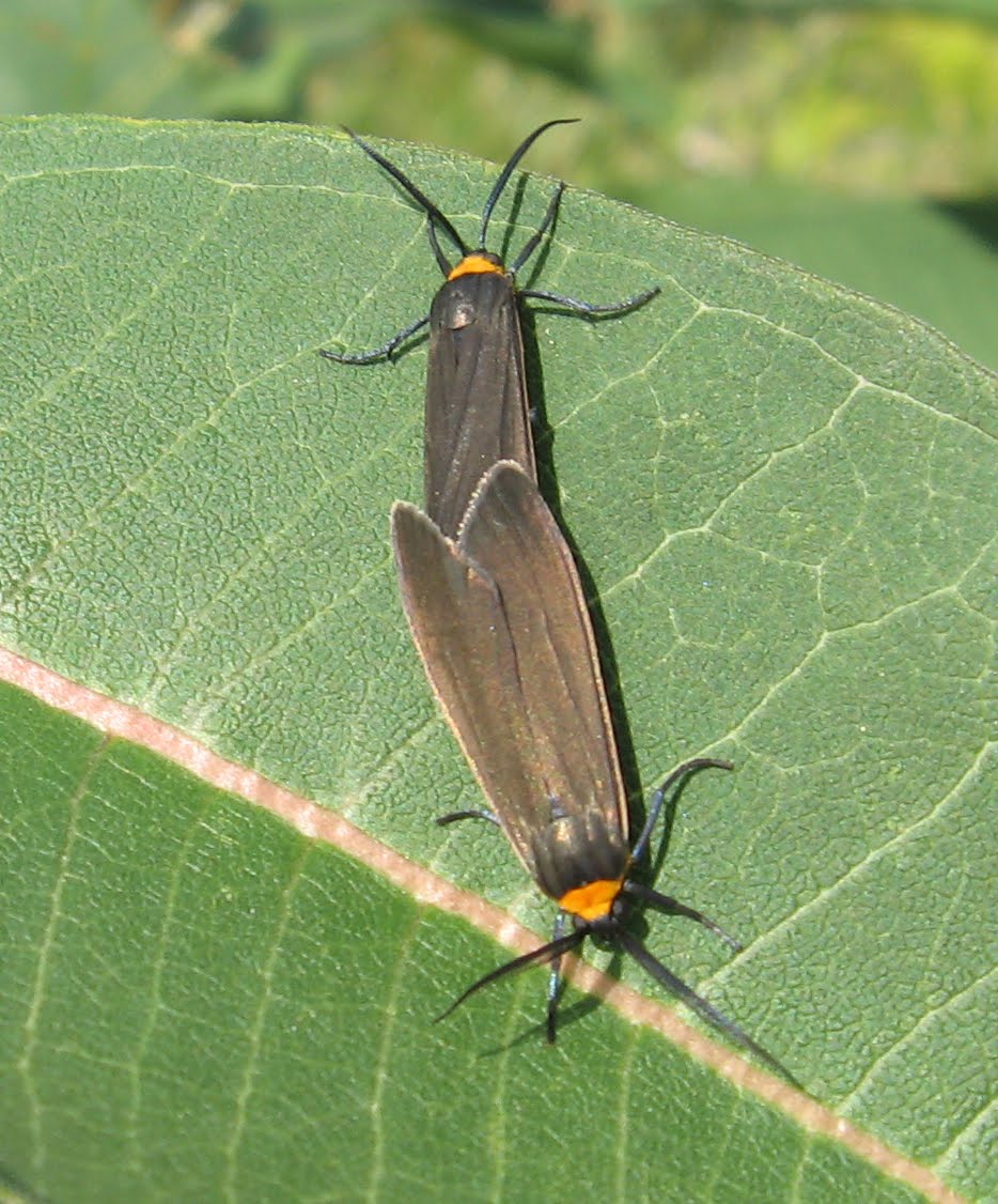 Tangled Web: An Eclipse of Moths