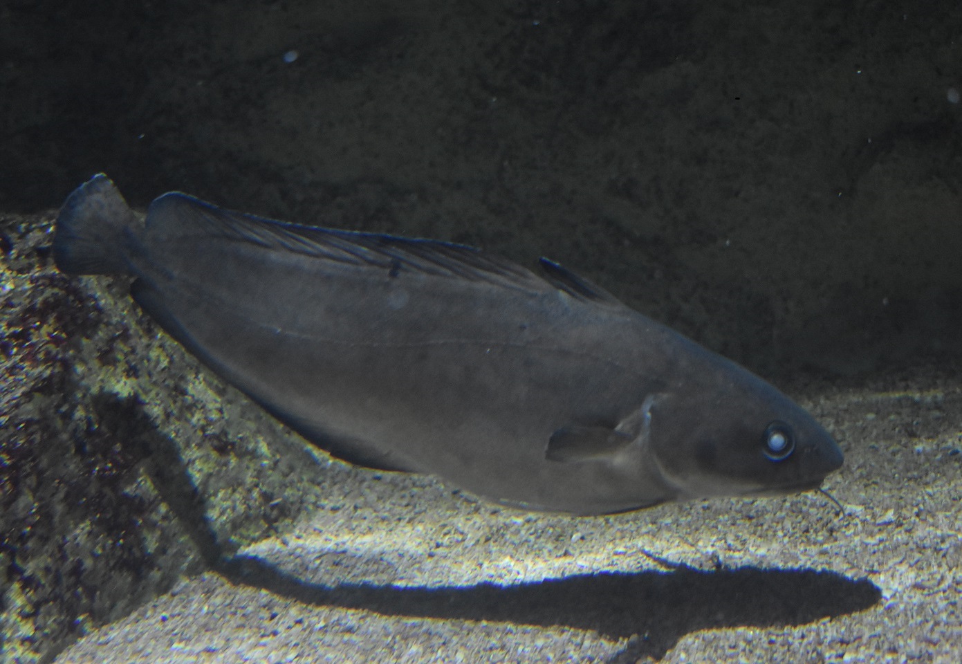 ZOOTOGRAFIANDO (6.100 ANIMALS): BRÓTOLA DE ROCA / FORKBEARD (Phycis phycis)