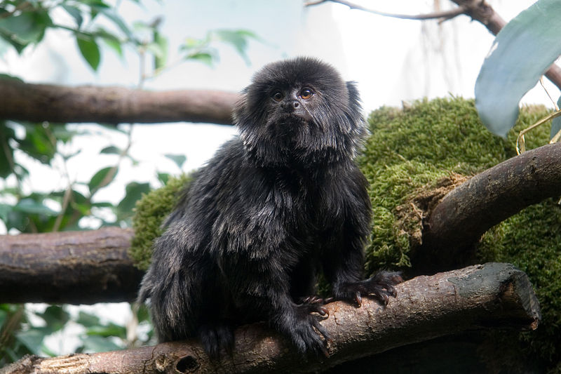 Goeldi's Monkey