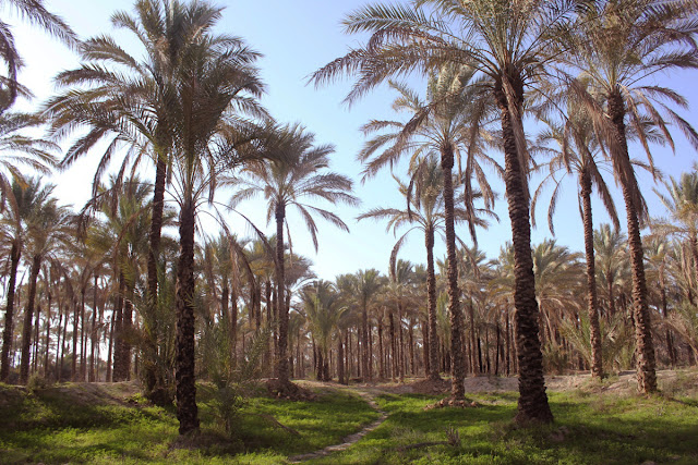 Uppersia Iran Travel blog: Palm trees of Iran.