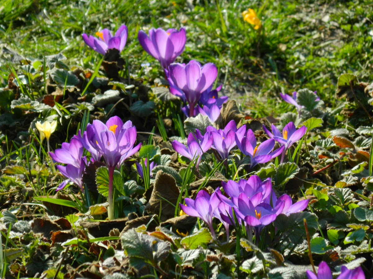 LA MULTI ANI, ROMANIA!: Branduse