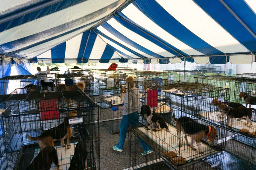 Bunny's Blog: ASPCA urges pet owners to reclaim animals lost in recent ...