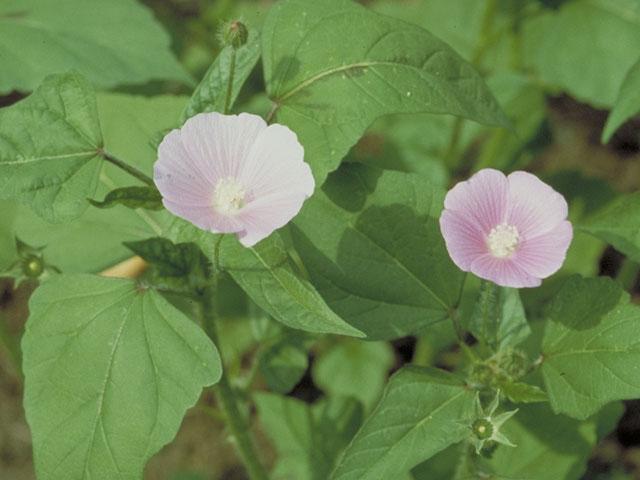 Herbario de Mis Hojas: Alache