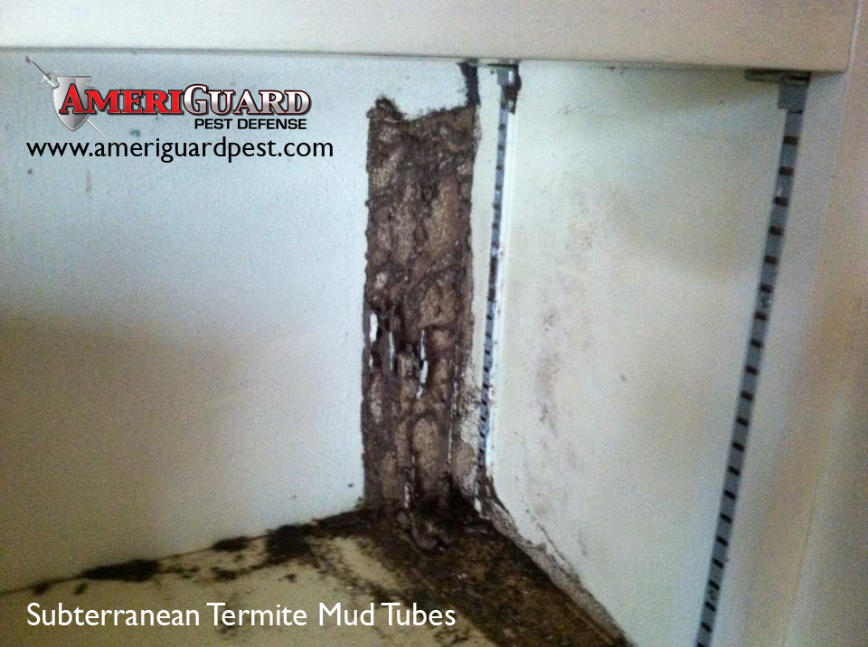 Pest, Termite, Gopher control in Temecula, Murrieta, Hemet, Moreno ...
